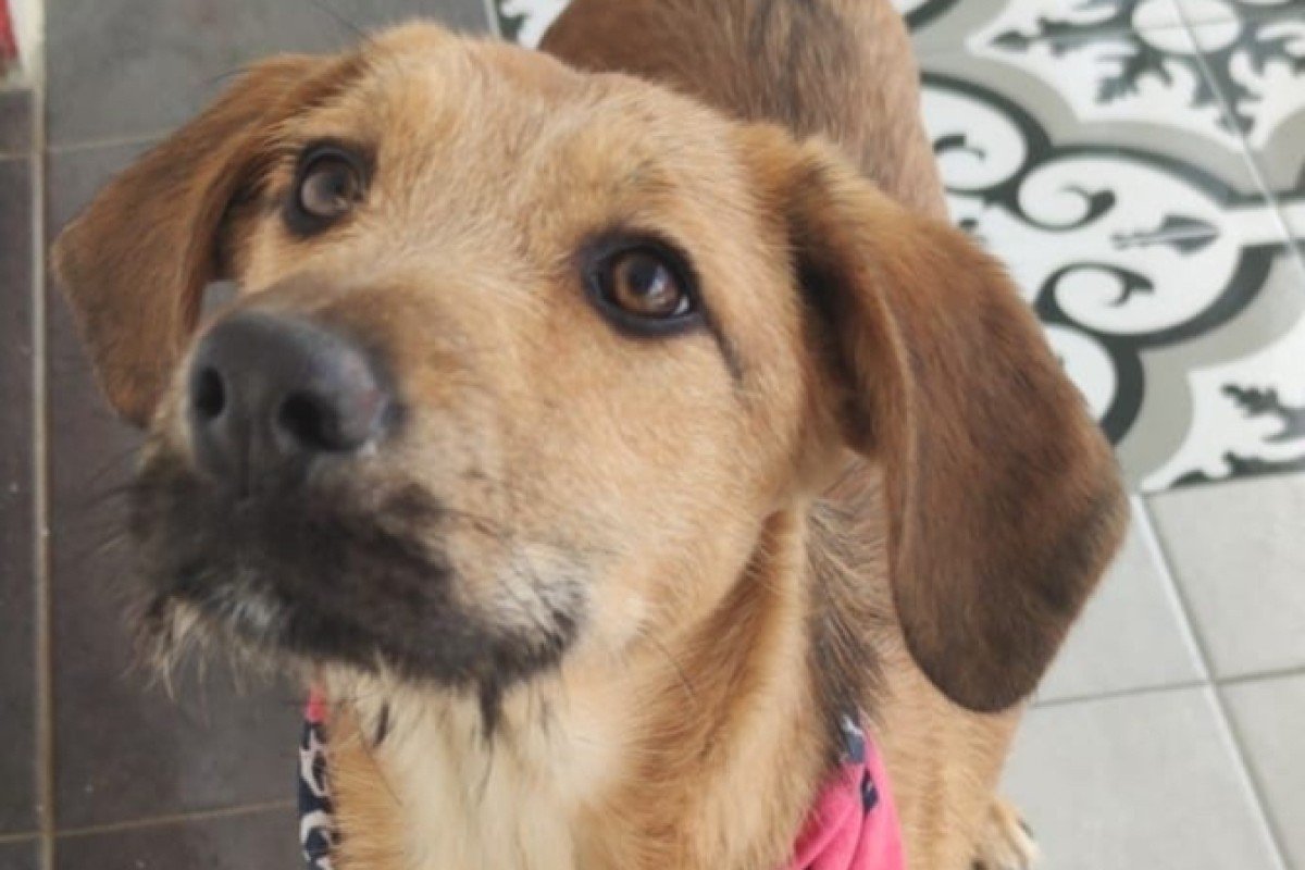 Zoe - Verhuisdieren.nl