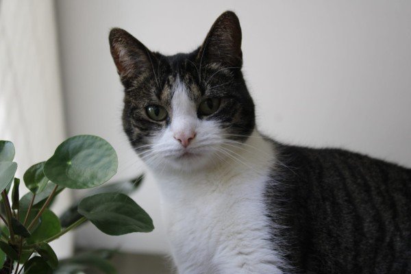 Nala - Verhuisdieren.nl