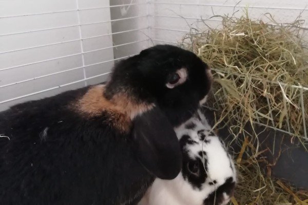 Fluffy + Bibi - Verhuisdieren.nl