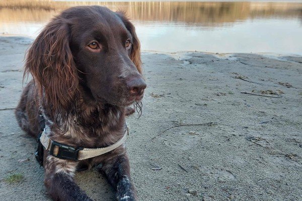 Boodey - Verhuisdieren.nl