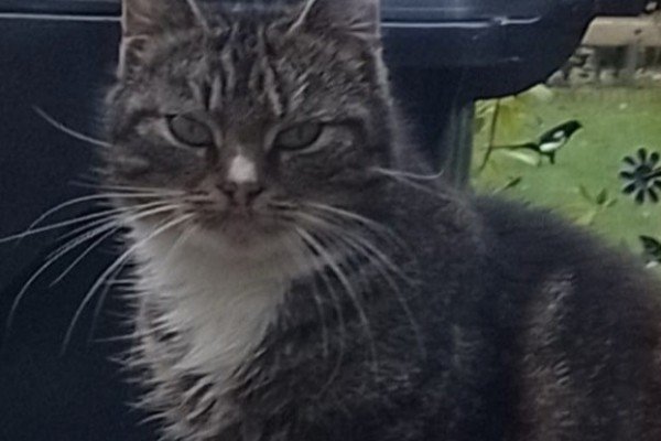 Mauwie - Verhuisdieren.nl