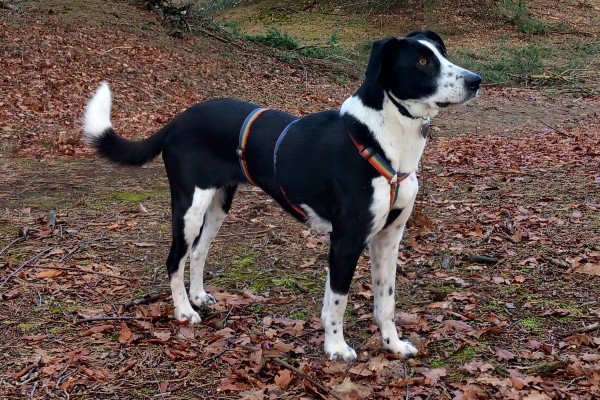 Micachu - Verhuisdieren.nl