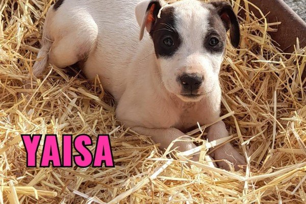 Yaisa - Verhuisdieren.nl