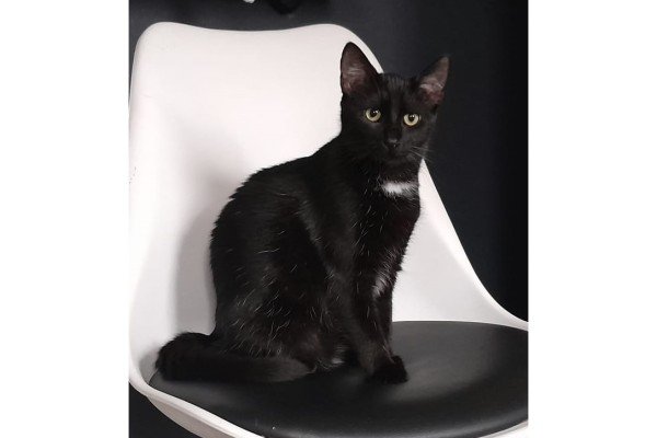 Hermelien - Verhuisdieren.nl