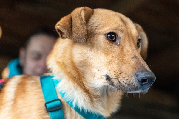 Balou - Verhuisdieren.nl