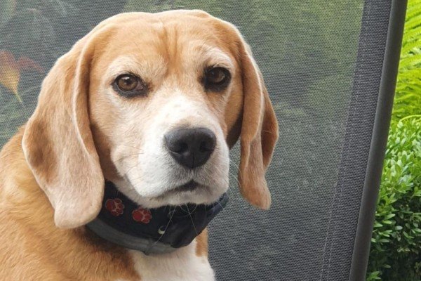 Snuffel - Verhuisdieren.nl