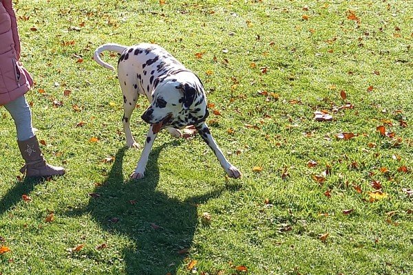 Nimzy - Verhuisdieren.nl