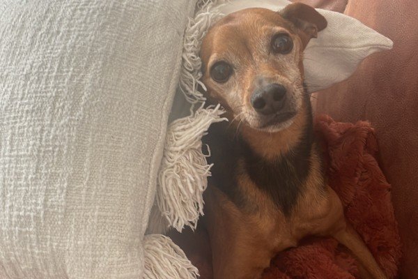 Capkin - Verhuisdieren.nl