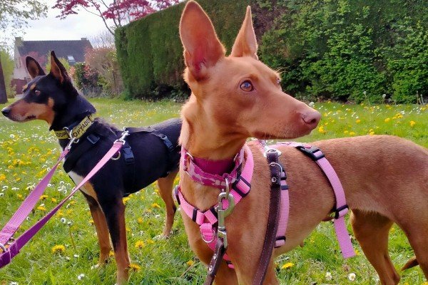 Nurse - Verhuisdieren.nl