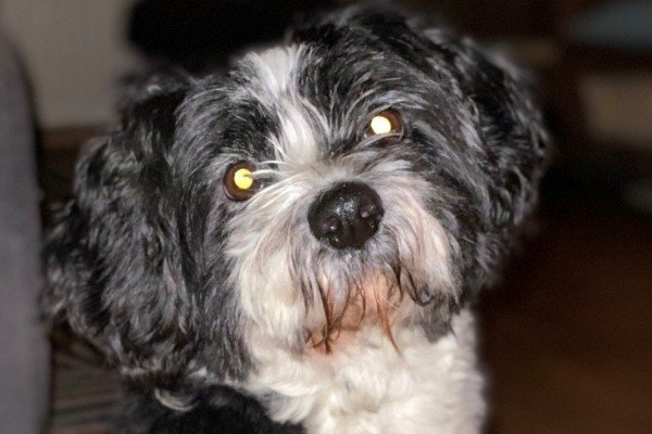 Bo - Verhuisdieren.nl