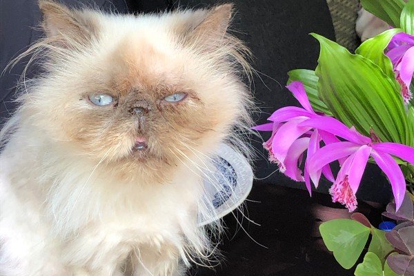 Nina - Verhuisdieren.nl