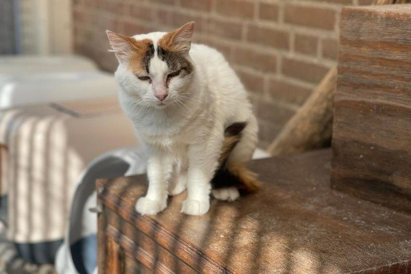 Jenthe - Verhuisdieren.nl