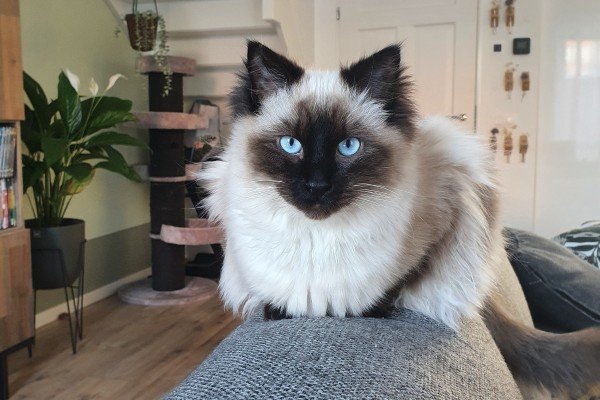 Knoet - Verhuisdieren.nl