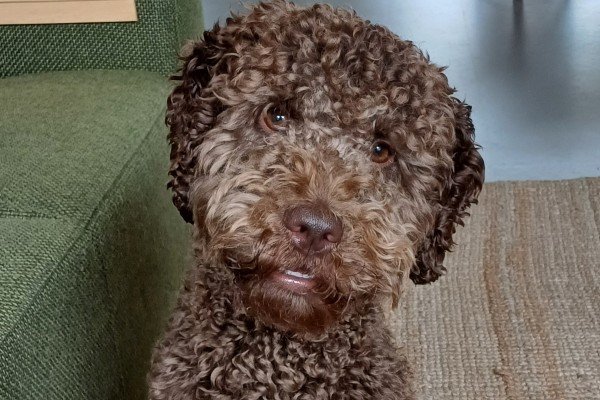 Doeke - Verhuisdieren.nl