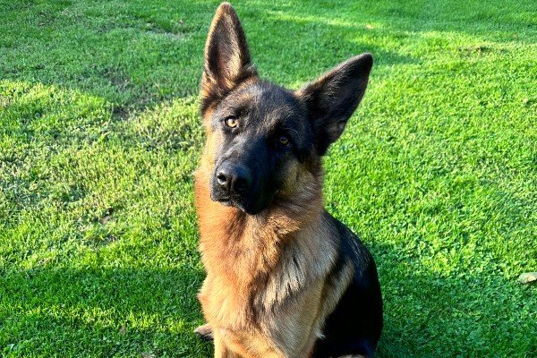 Duuk - Verhuisdieren.nl