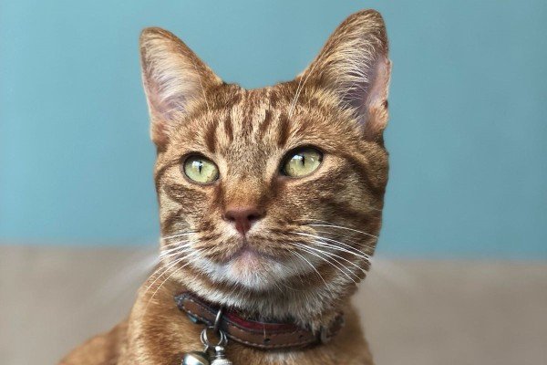 Joep - Verhuisdieren.nl