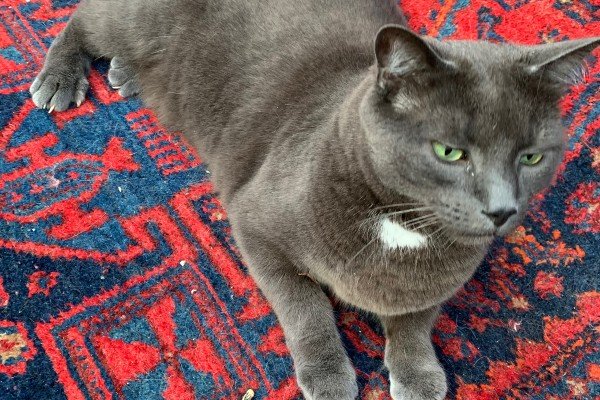 Dimka - Verhuisdieren.nl