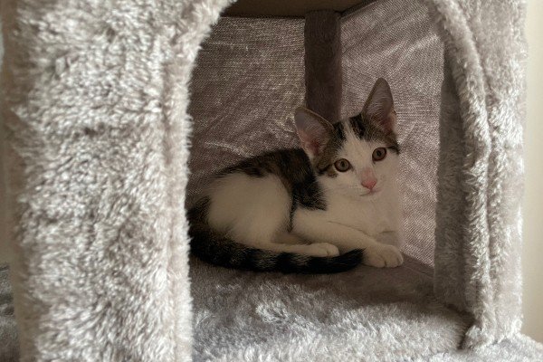 Koos - Verhuisdieren.nl