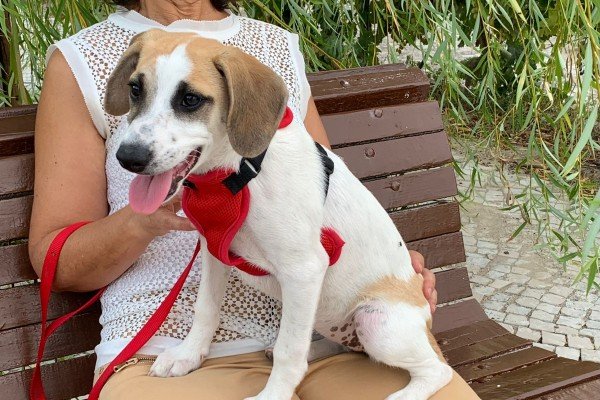 Kitty - Verhuisdieren.nl