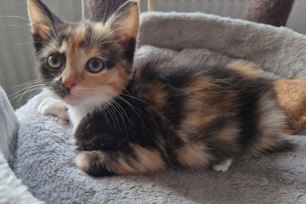 Mauwie - Verhuisdieren.nl