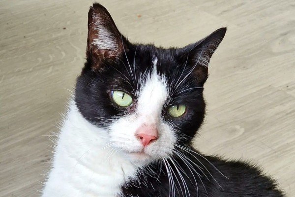 Gambit - Verhuisdieren.nl