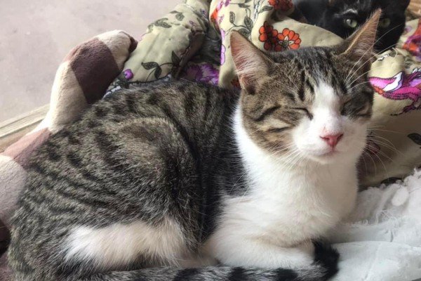 Koos - Verhuisdieren.nl