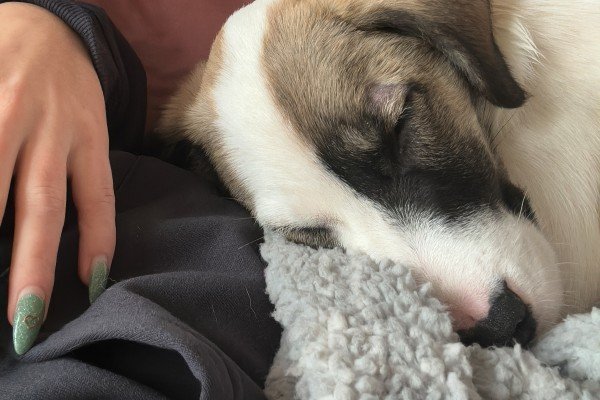 Mila - Verhuisdieren.nl