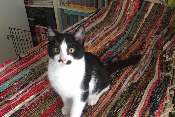 Tux - Verhuisdieren.nl