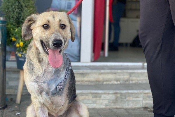 Kris - Verhuisdieren.nl