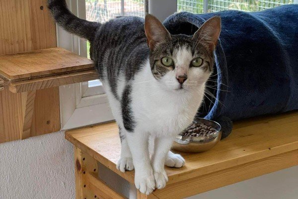 Mari - Verhuisdieren.nl