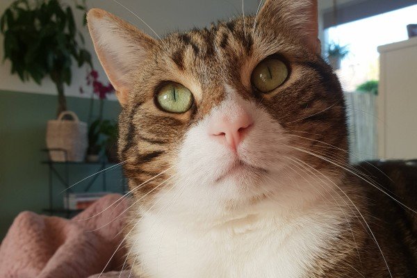 Milo - Verhuisdieren.nl