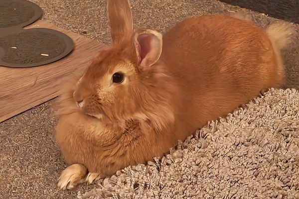 Ollie - Verhuisdieren.nl