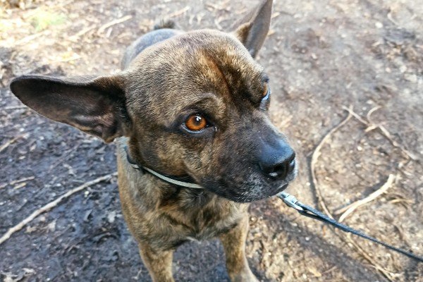 James - Verhuisdieren.nl