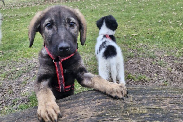 Averel - Verhuisdieren.nl