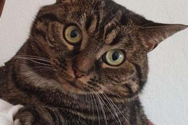 Kiara - Verhuisdieren.nl