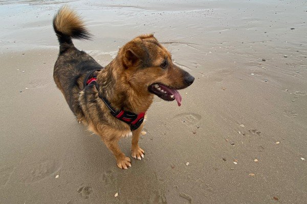 Rover - Verhuisdieren.nl