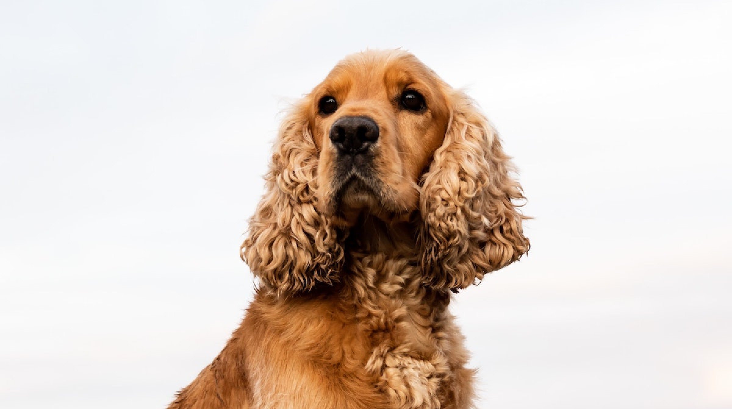 Cocker spaniël adopteren - Verhuisdieren.nl