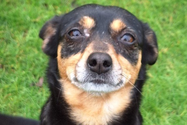 Pipini - Verhuisdieren.nl