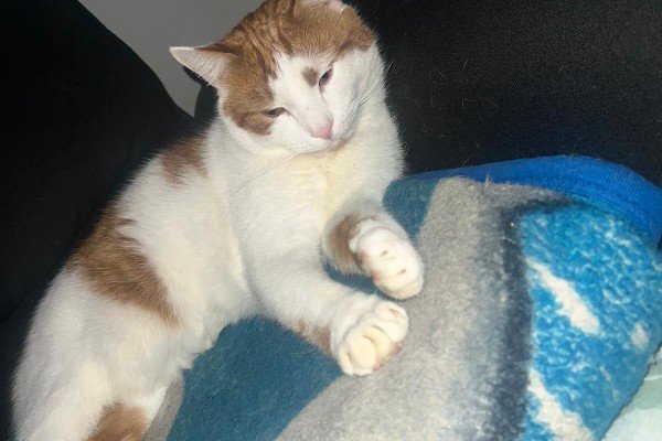 Mootje - Verhuisdieren.nl