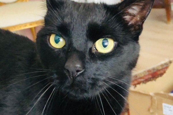 poesjkin - Verhuisdieren.nl