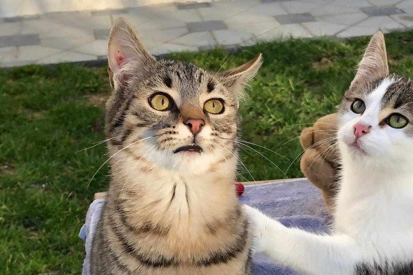 Jango - Verhuisdieren.nl