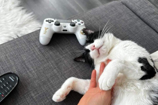 Puparin - Verhuisdieren.nl