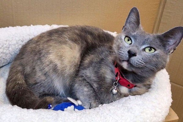 Celine - Verhuisdieren.nl