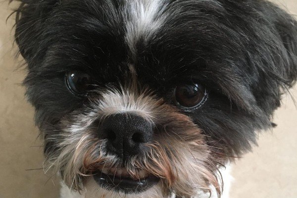 Milo - Verhuisdieren.nl