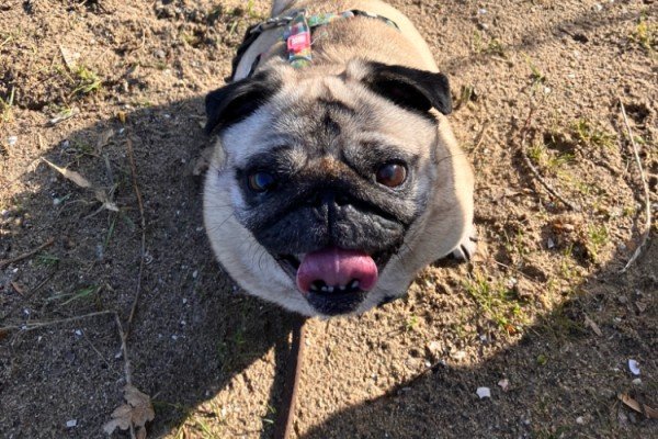 Pom - Verhuisdieren.nl