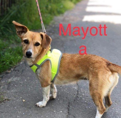 Mayotta - Verhuisdieren.nl