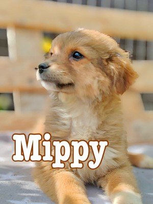 Mippy - Verhuisdieren.nl