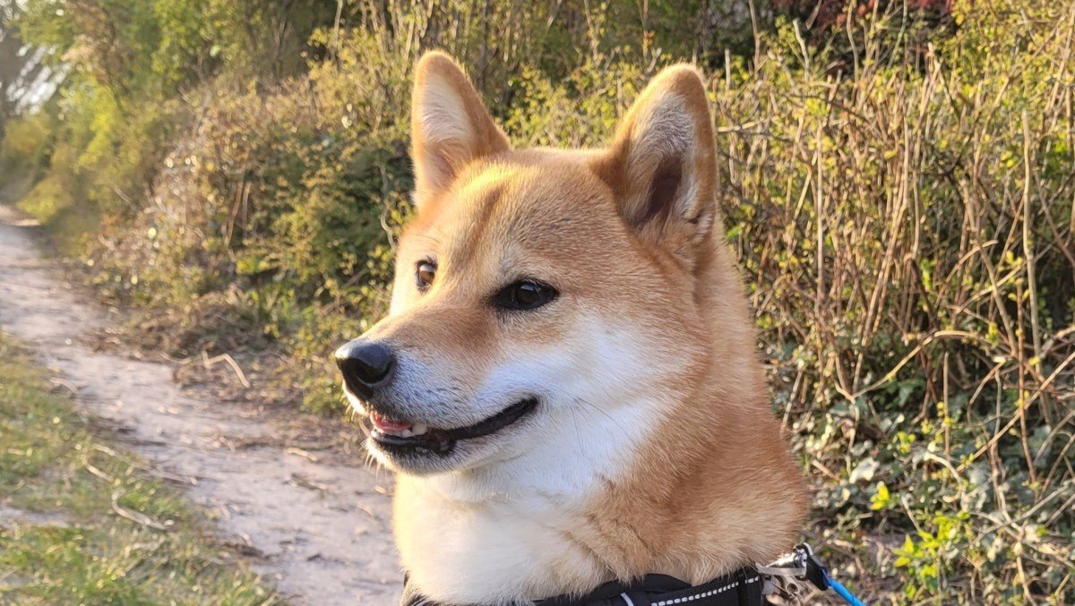 Tharo - Verhuisdieren.nl