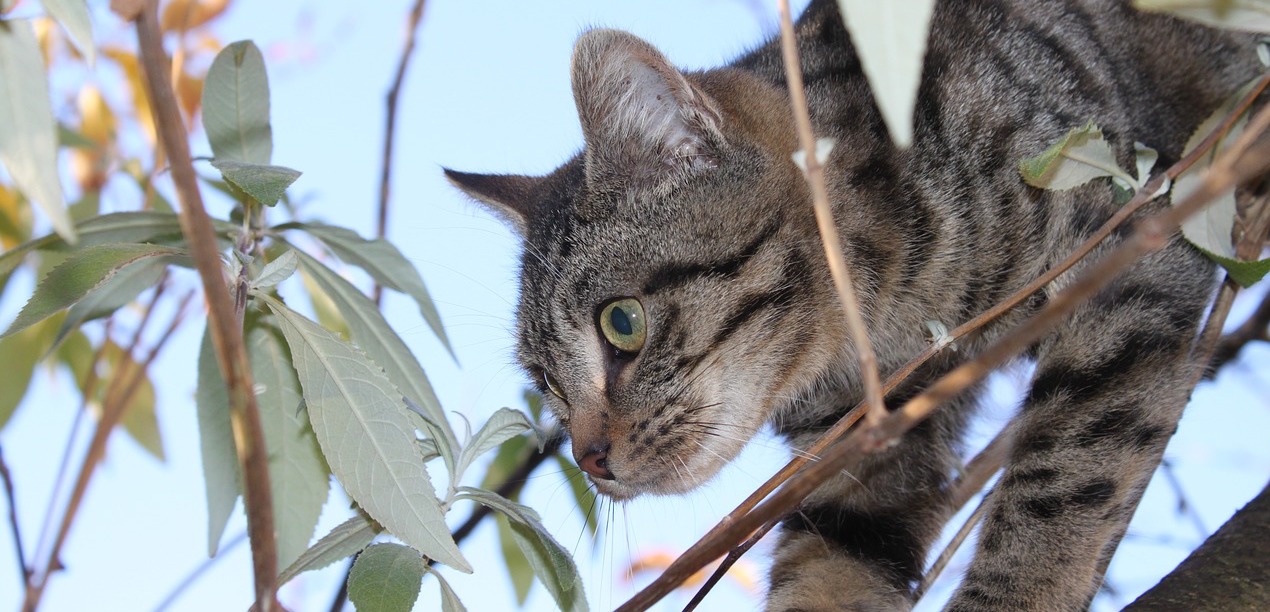 Wanneer kan je adoptiekat naar buiten? - Verhuisdieren.nl Wanneer kan je adoptiekat naar buiten? - Verhuisdieren.nl
