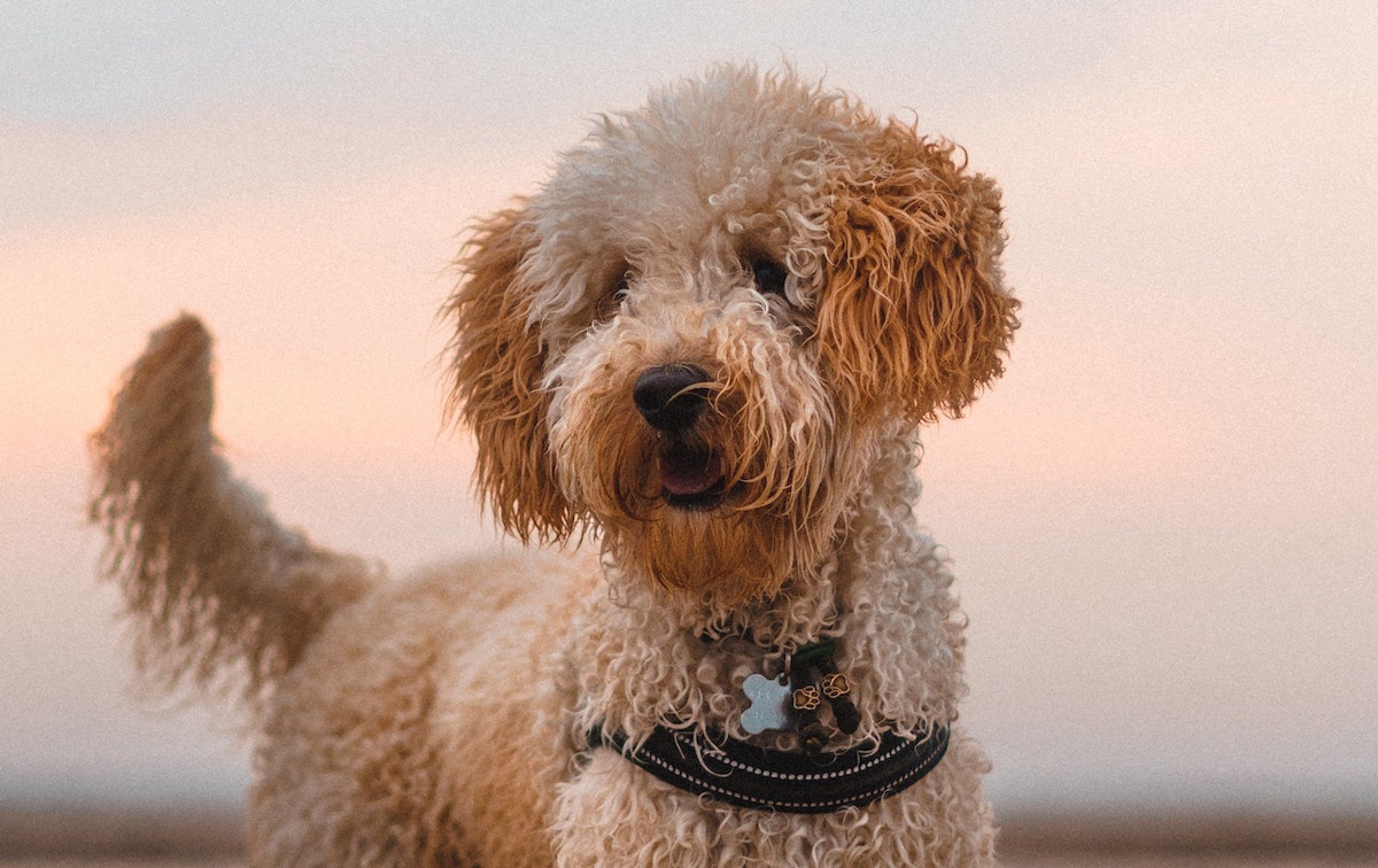 Labradoodle adopteren - Verhuisdieren.nl